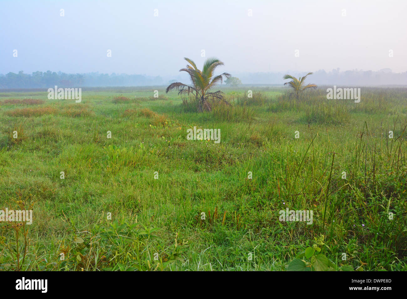 early morning in the marsh Stock Photo - Alamy