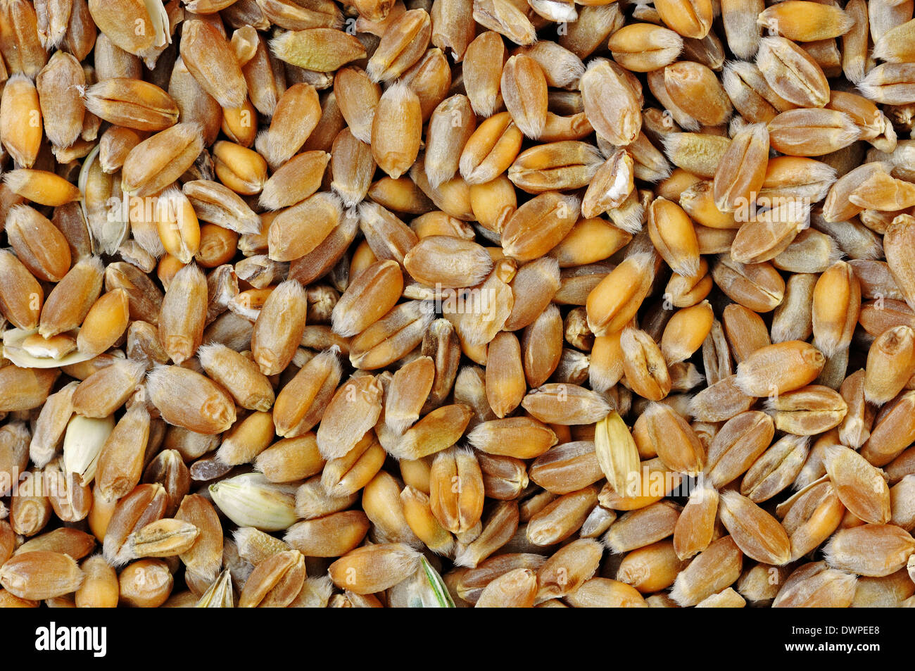 Triticum hi-res stock photography and images - Alamy