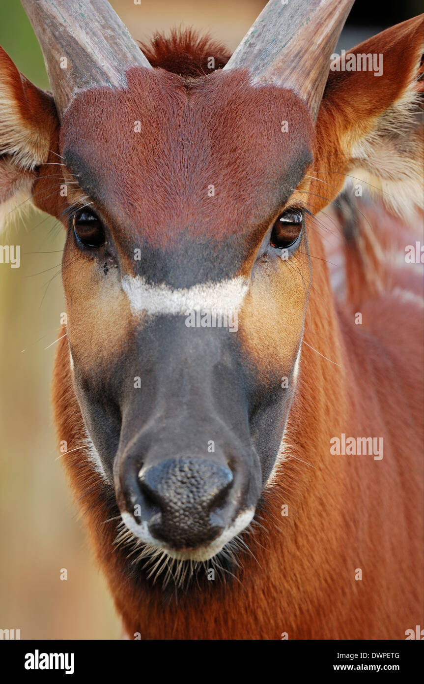 Bongo (Tragelaphus eurycerus, Taurotragus euryceros, Tragelaphus ...