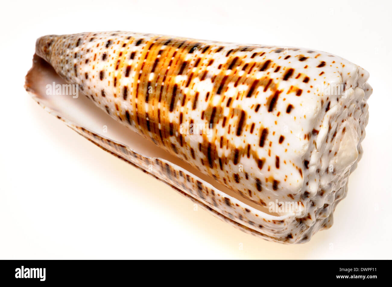 Lettered Cone shell [Conus litteratus] seashell. c7cm. Phillipines ...