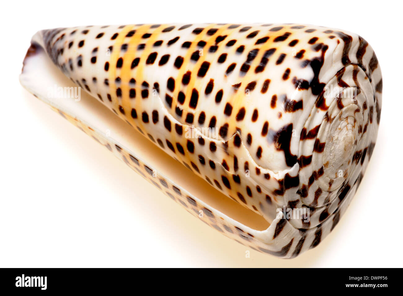 Lettered Cone Shell High Resolution Stock Photography and Images - Alamy