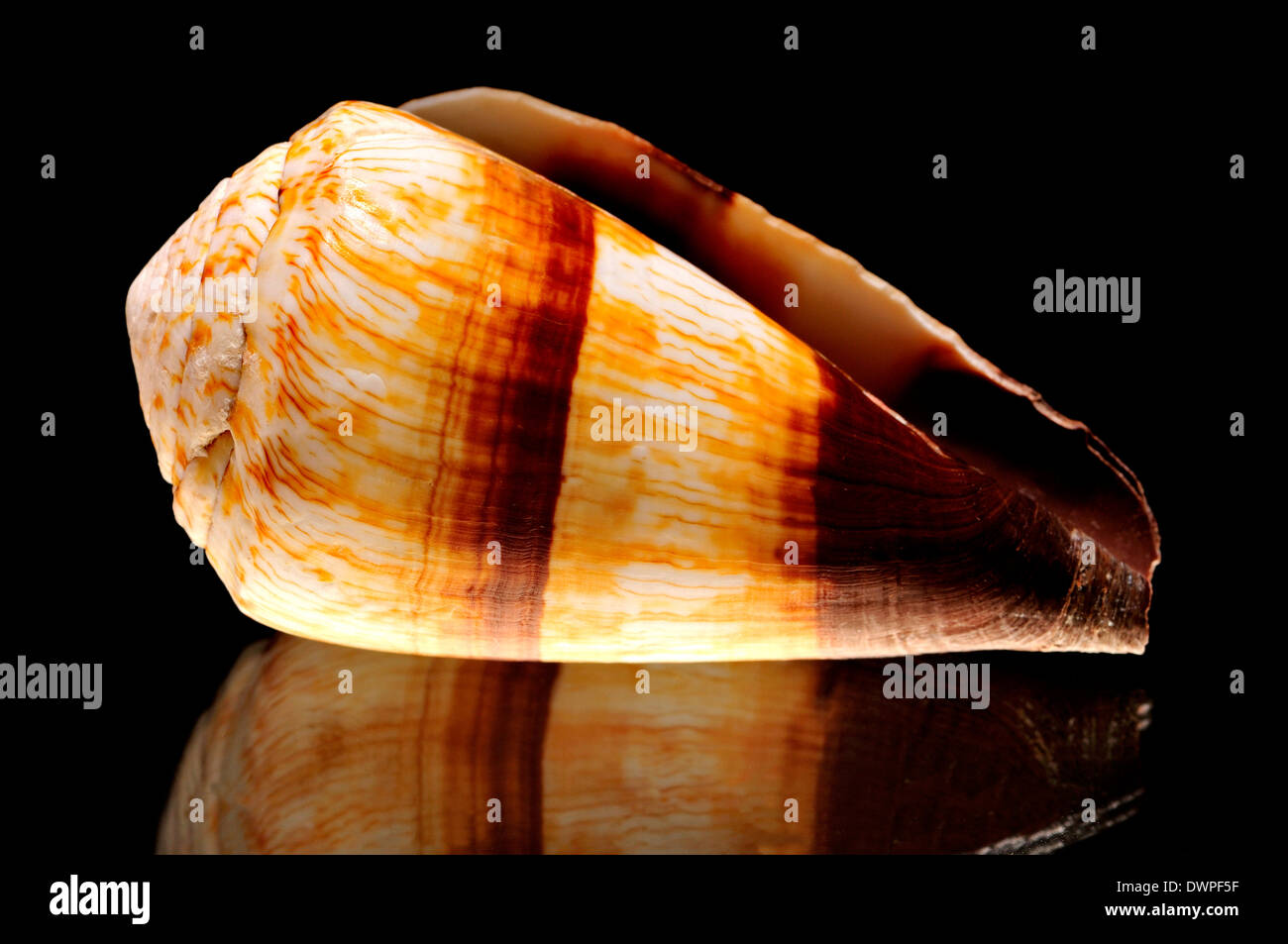 Cone shell hi-res stock photography and images - Alamy