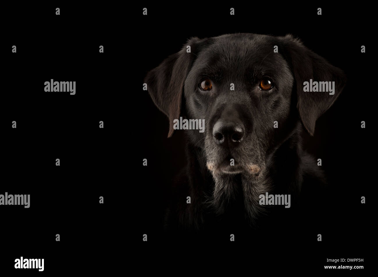 Labrador retriever dog male black background dog canine head black ...