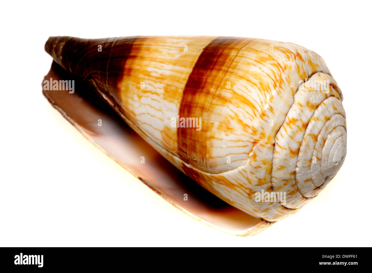 Cone shell conus hi-res stock photography and images - Alamy