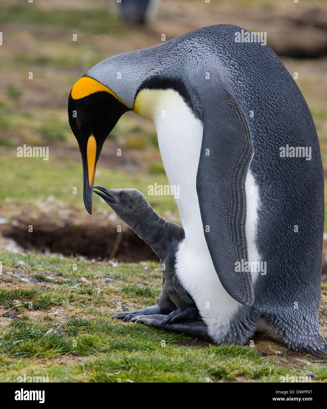 Adult King Penguin with chick at Volunteer Point in the Falkland ...