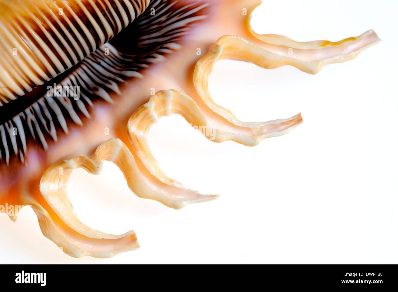 Scorpion spider conch hi-res stock photography and images - Alamy