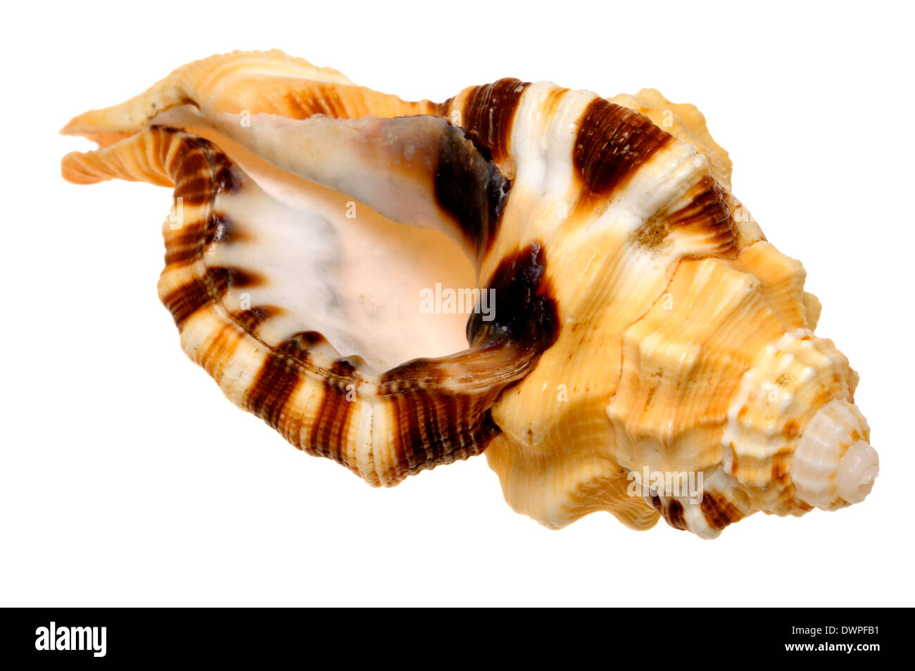 Yellow Triton shell (Cymatium grandimaculatum Stock Photo - Alamy