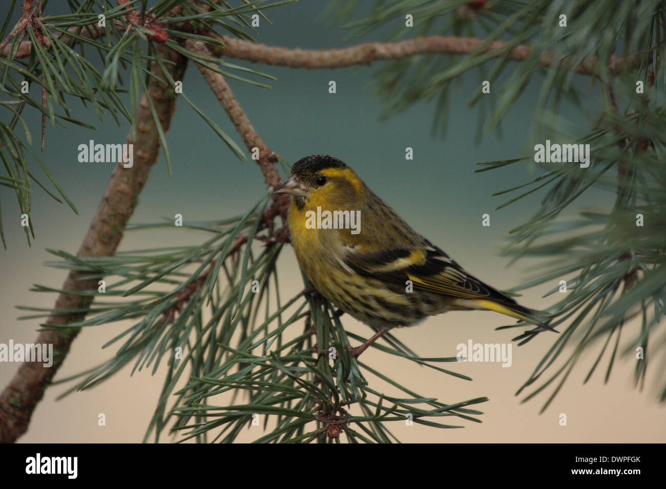 Siskin Photos High Resolution Stock Photography and Images - Alamy