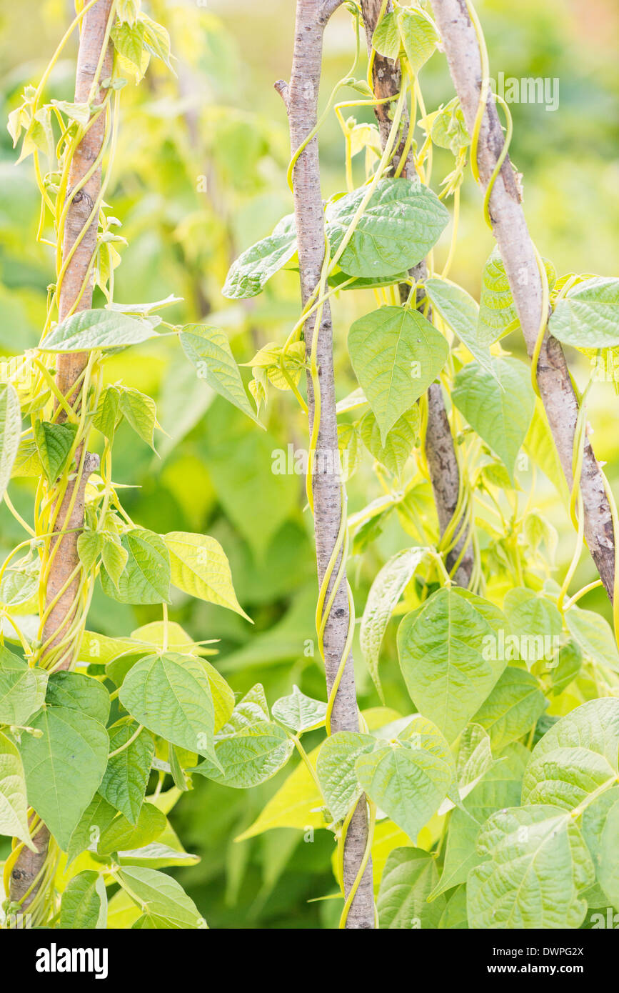 Field of Hop plants growing in summertime Stock Photo - Alamy