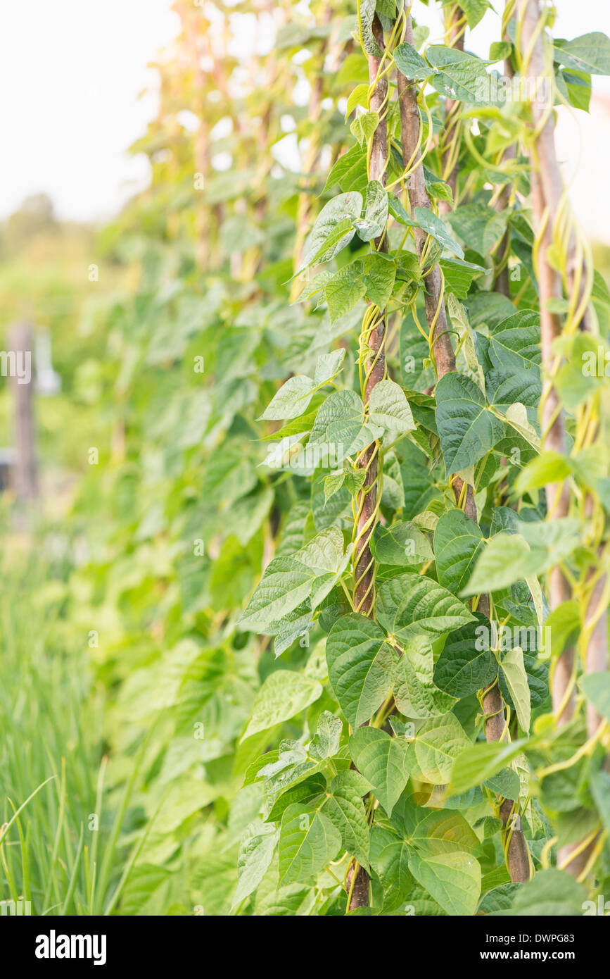 Field of Hop plants growing in summertime Stock Photo - Alamy