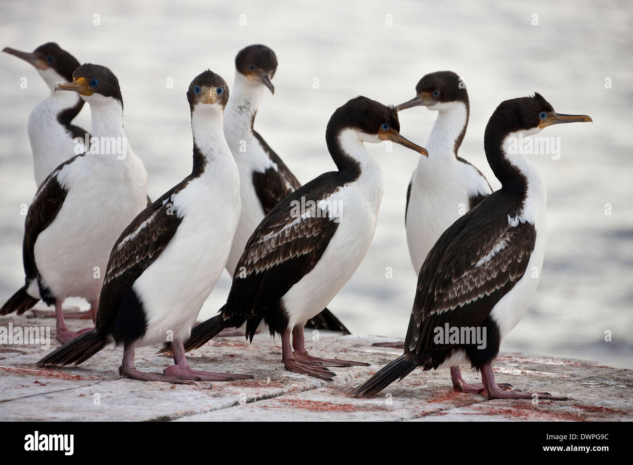 Blue-eyed Cormorant (Phalacrocorax atriceps) on Pebble Island in the ...