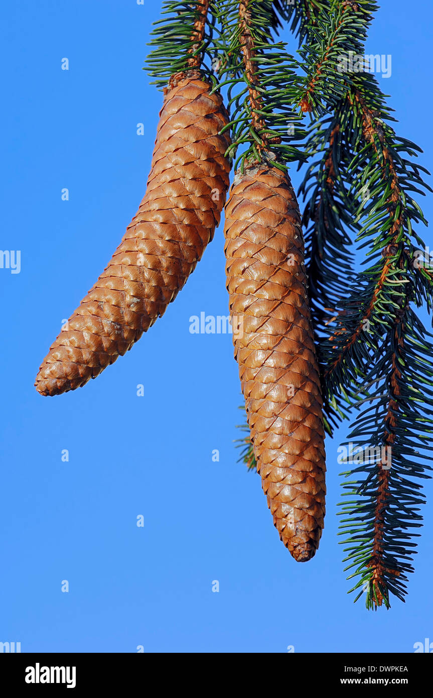 Norway Spruce or European Spruce (Picea abies), cone detail, North Rhine-Westphalia, Germany ...