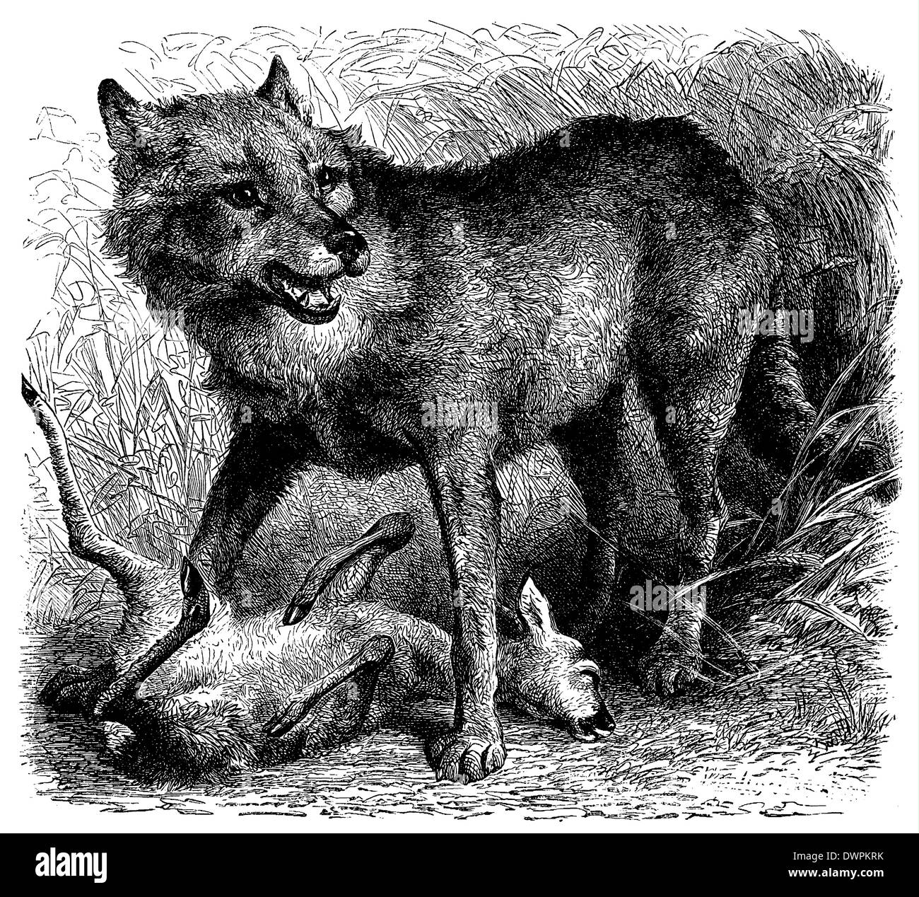 Deer wolf hi-res stock photography and images - Alamy