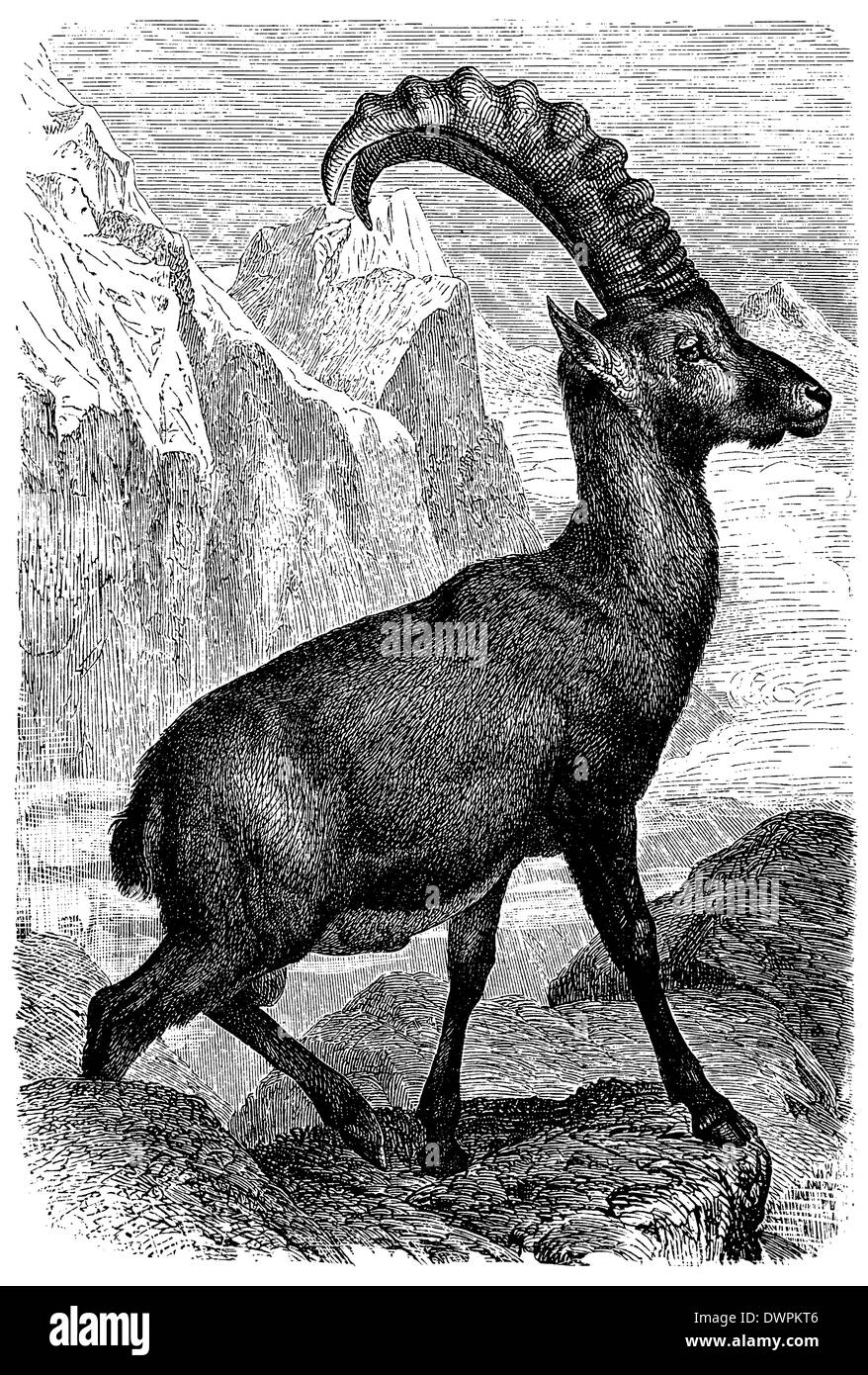 Alpine Ibex Black and White Stock Photos & Images - Alamy