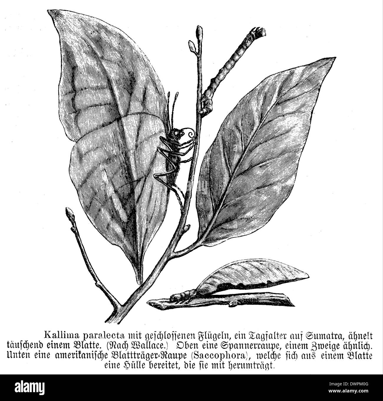 Mimicry insects hi-res stock photography and images - Alamy