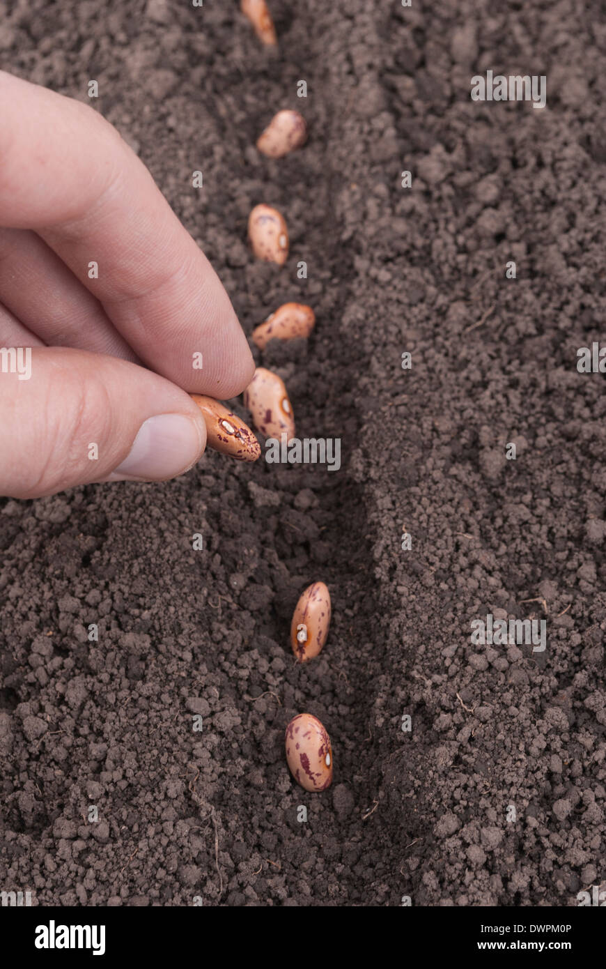 Closeup of a males hand planting bean seeds Stock Photo - Alamy