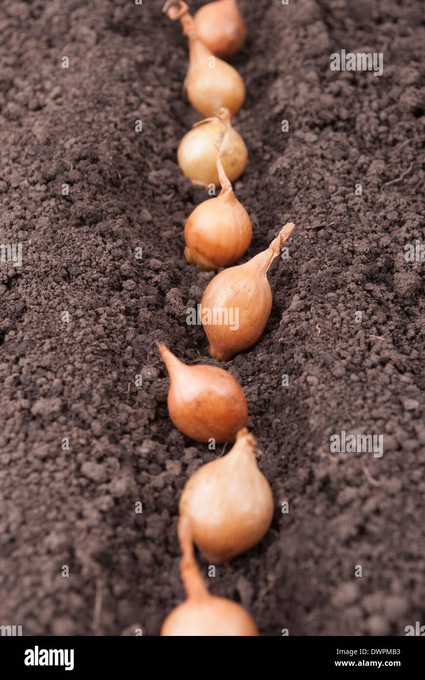 Spring onions in soil Stock Photo - Alamy