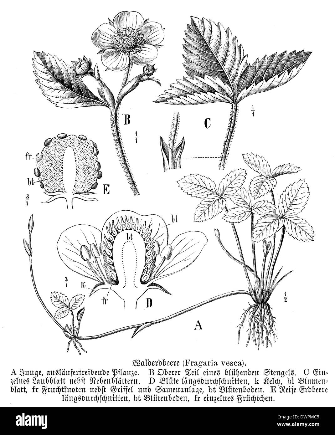 Fragaria Black and White Stock Photos & Images - Alamy