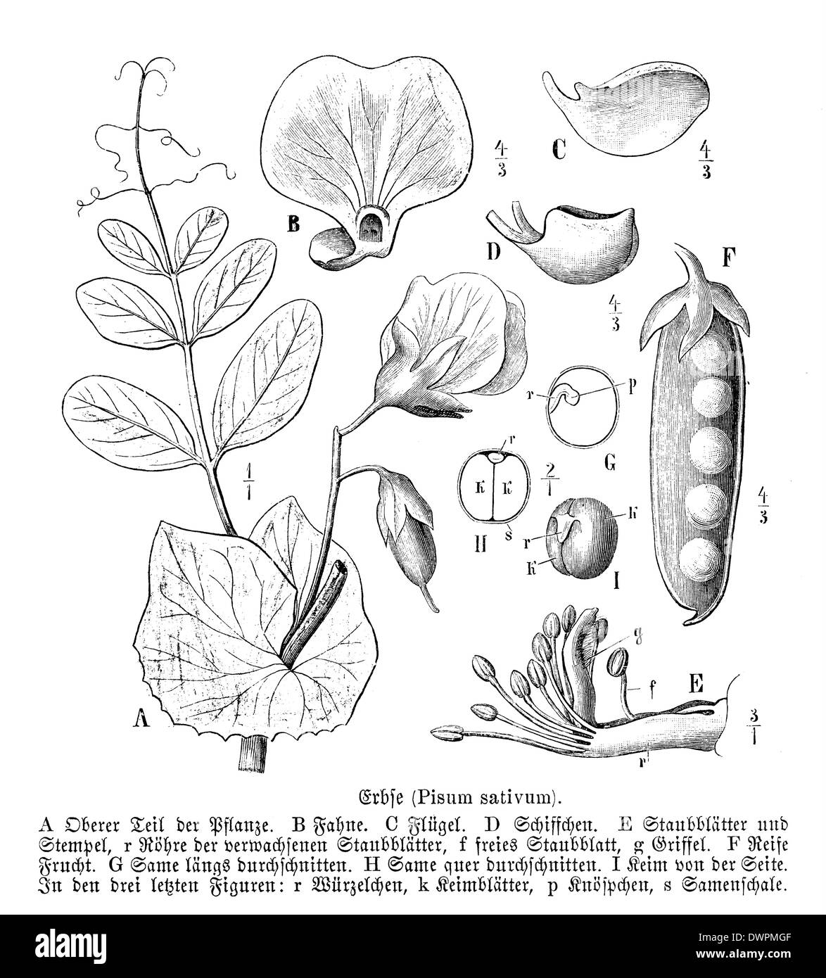 Pea Seedling Diagram