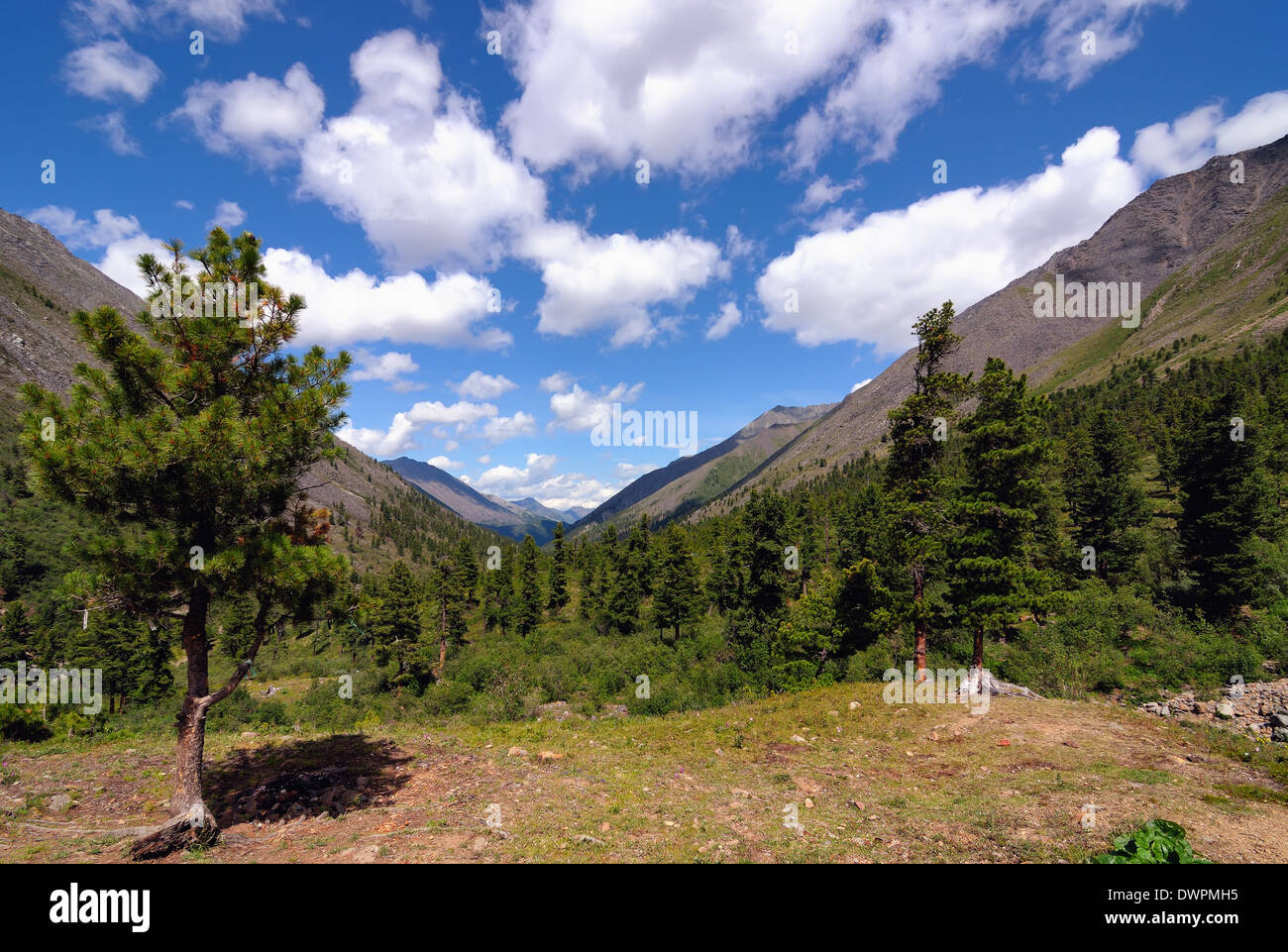 Mountain forest landscape. Sayan mountains. Republic of Buryatia Stock ...