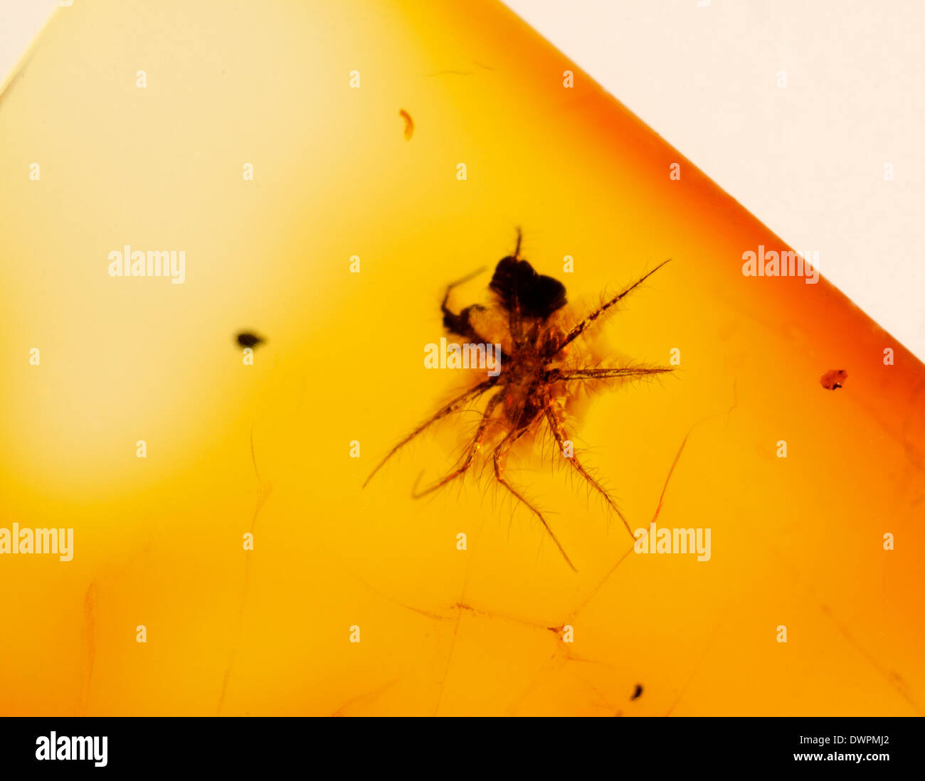 Prehistoric spider preserved in amber Stock Photo - Alamy