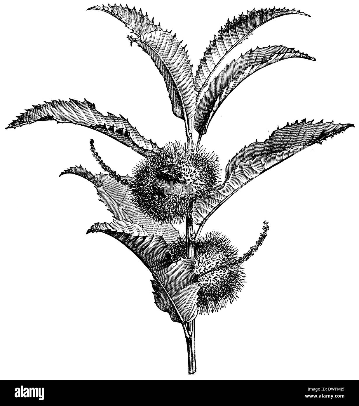 Chestnut plants Black and White Stock Photos & Images - Alamy