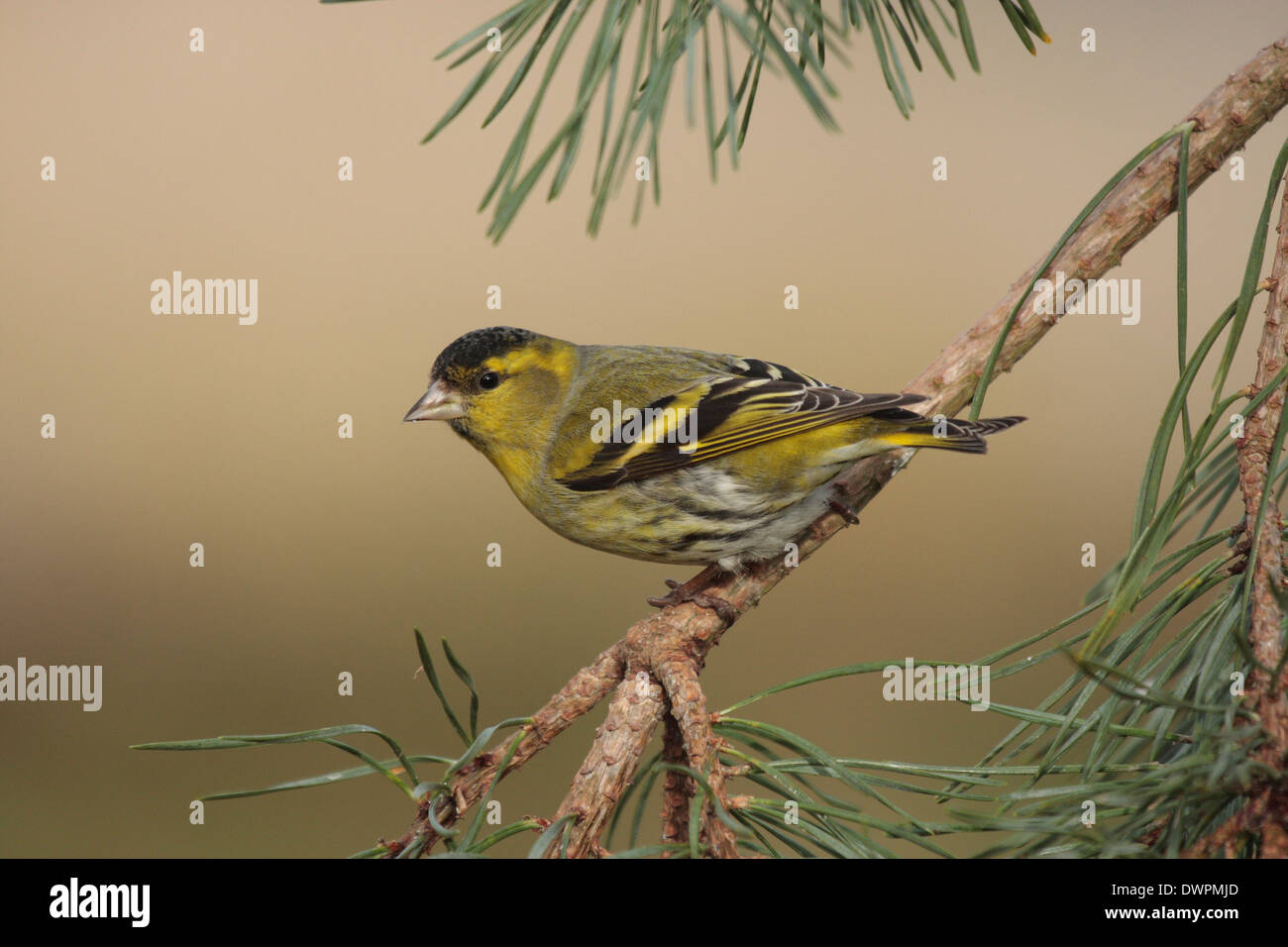 Siskin photos hi-res stock photography and images - Alamy
