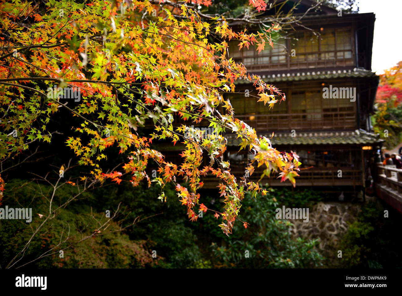 Japanese Red Maple Tree Stock Photo - Alamy