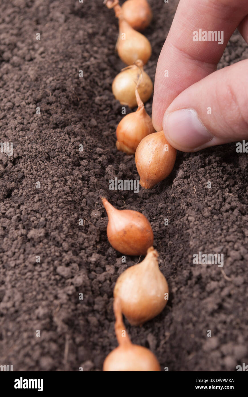 Hand Hoeing Stock Photos & Hand Hoeing Stock Images - Alamy