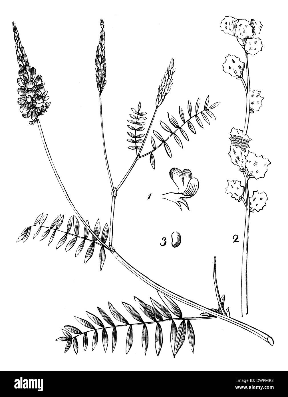 Sainfoin botanical illustration hi-res stock photography and images - Alamy
