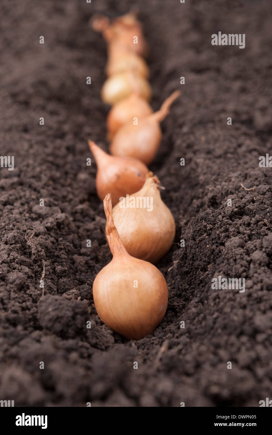 Spring onions in soil Stock Photo - Alamy