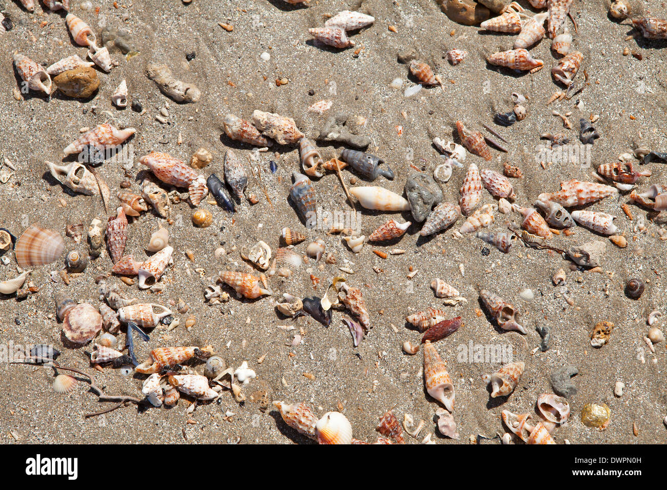 Wallpaper of shells on the beach in closeup Stock Photo - Alamy