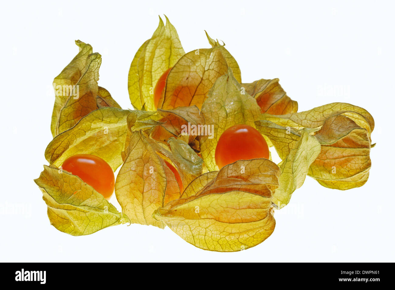 Physalis peruviana plant hi-res stock photography and images - Alamy