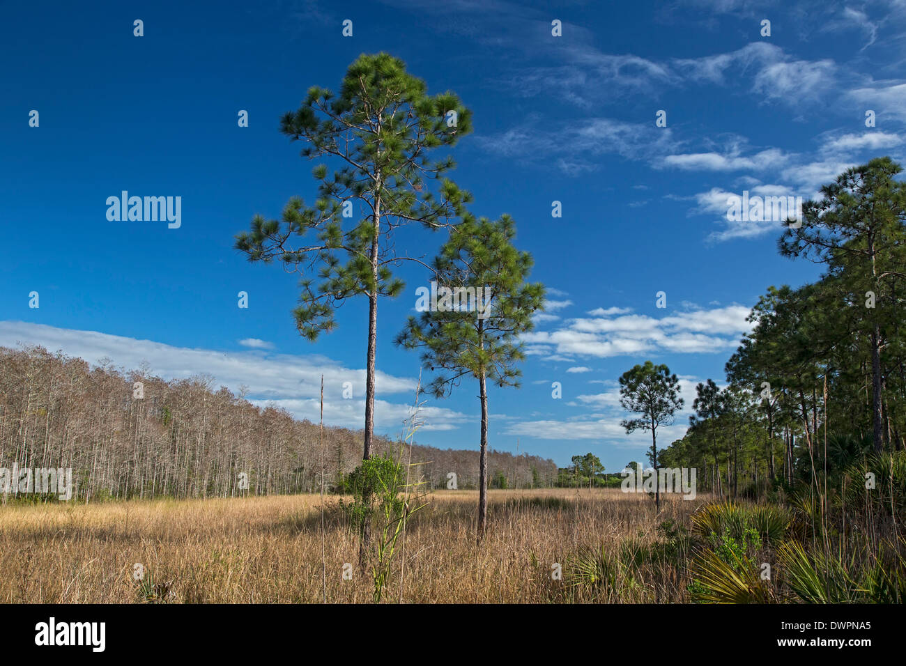 Wet ecosystem hi-res stock photography and images - Alamy