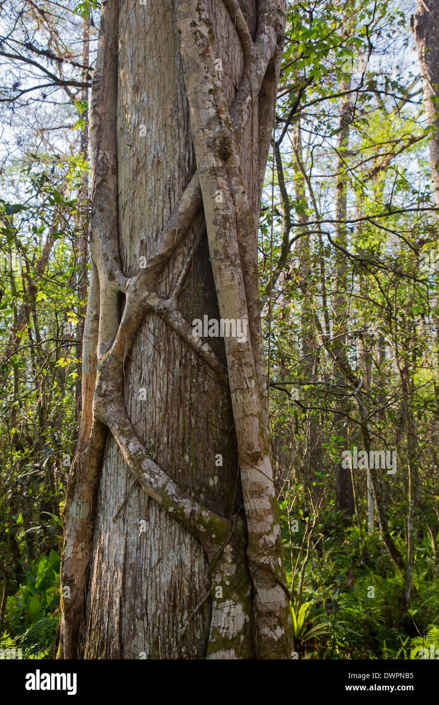 Cypress tree encircled florida strangler hi-res stock photography and ...