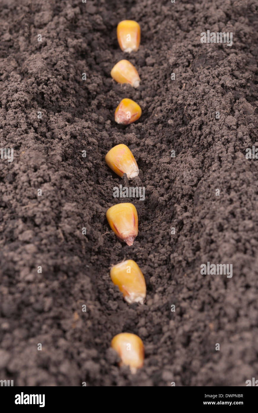 Corn growing in the ground hi-res stock photography and images - Alamy