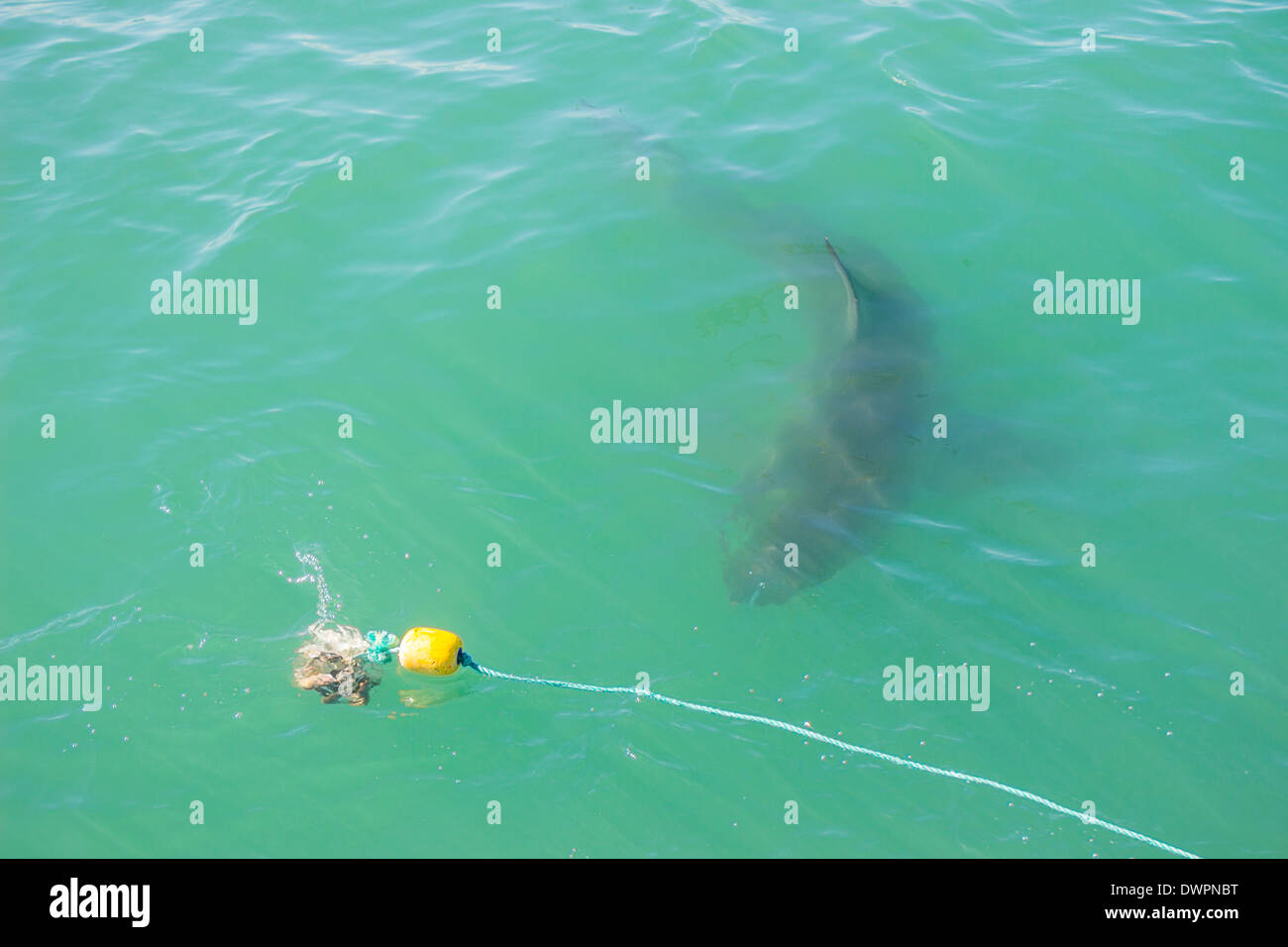 A Great White Shark Stalking a Decoy and Bait in the Ocean Stock Photo ...