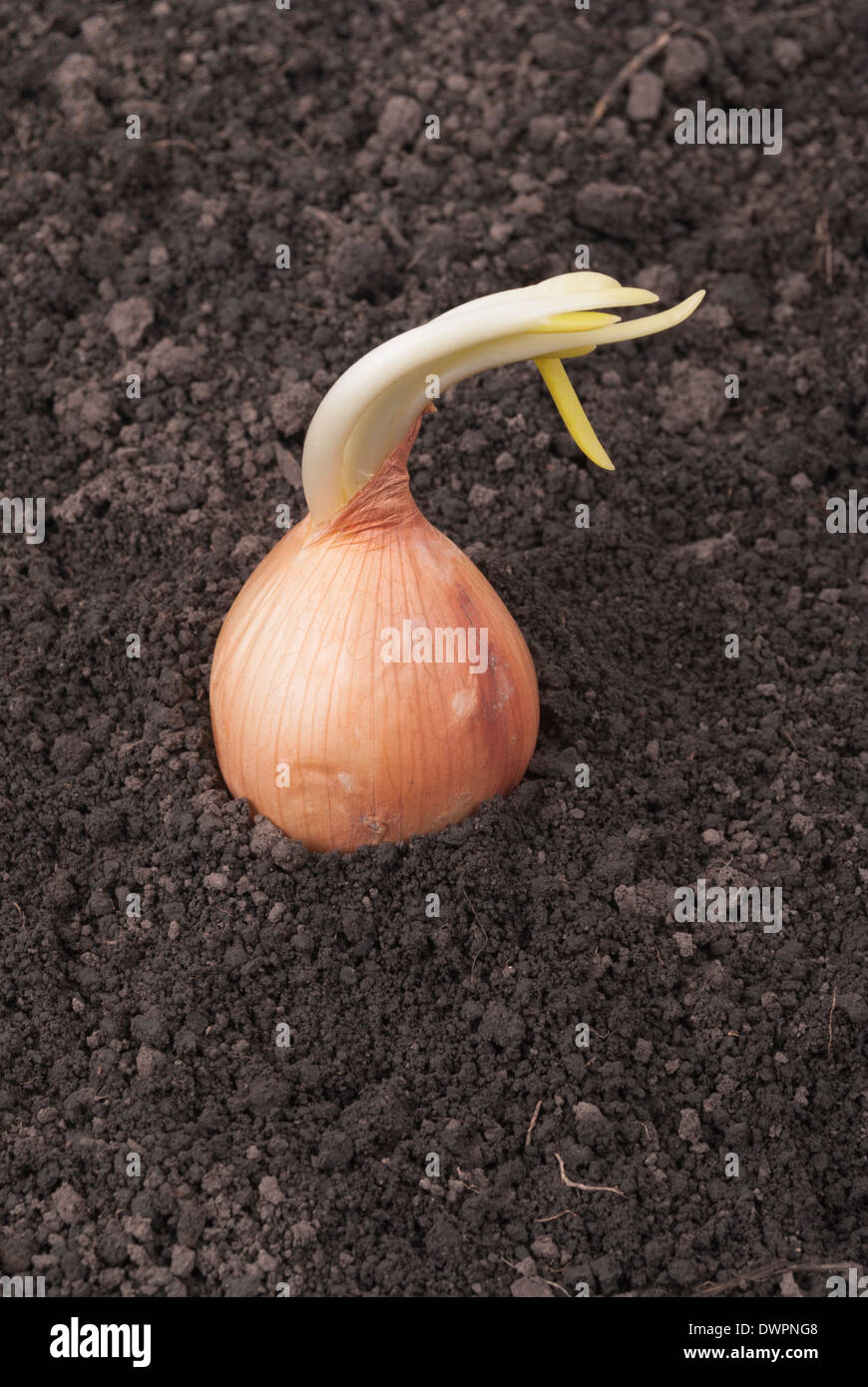 Seed germinate earth soil garden hi-res stock photography and images ...