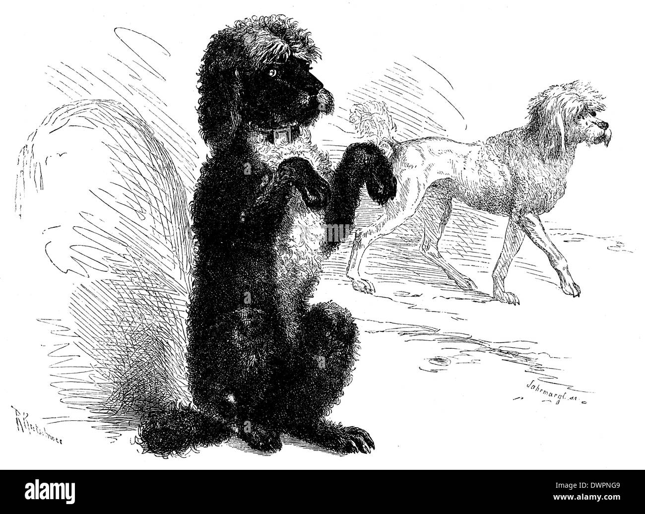 Poodle dog engraving hi-res stock photography and images - Alamy