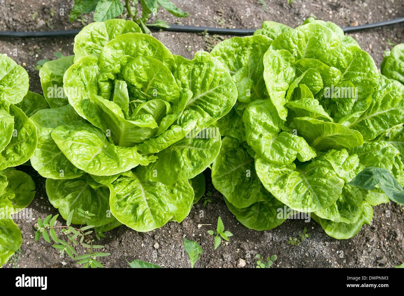 organic lettuce vegetable farm growing in Antigua island Caribbean ...