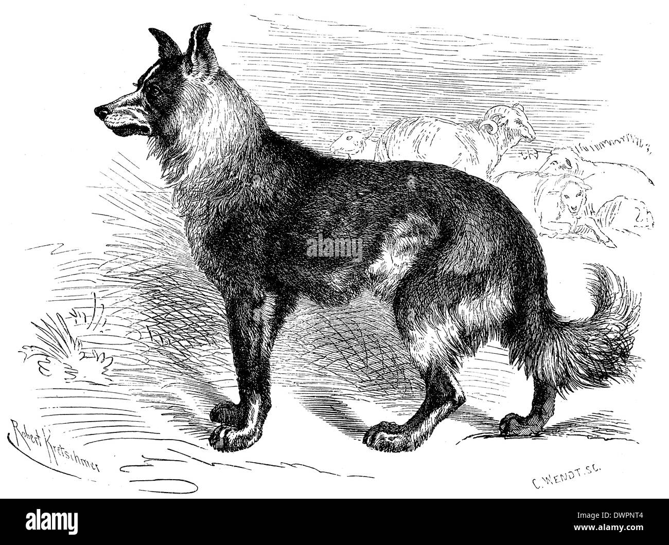 German shepherd drawing Cut Out Stock Images & Pictures - Alamy