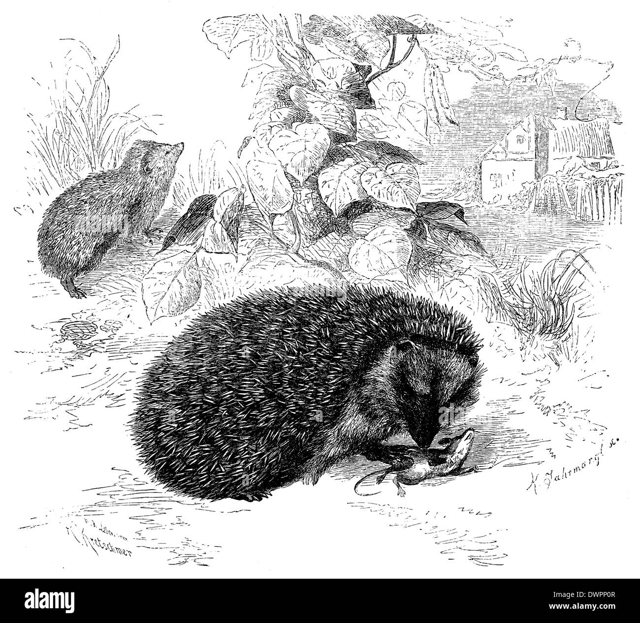 Hedgehog drawing hi-res stock photography and images - Alamy