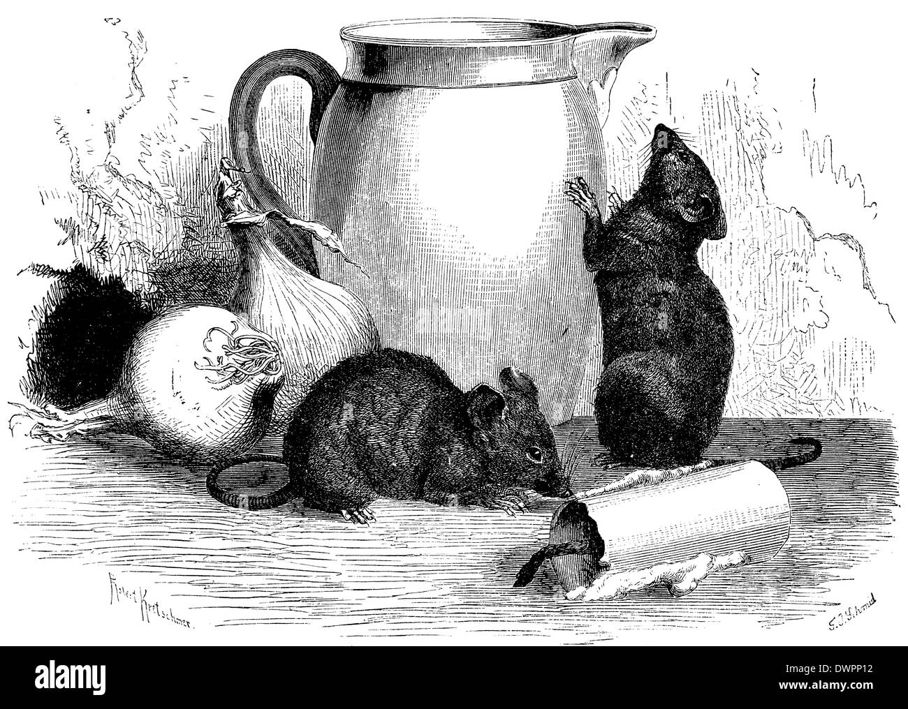 Old mouse animal hi-res stock photography and images - Alamy