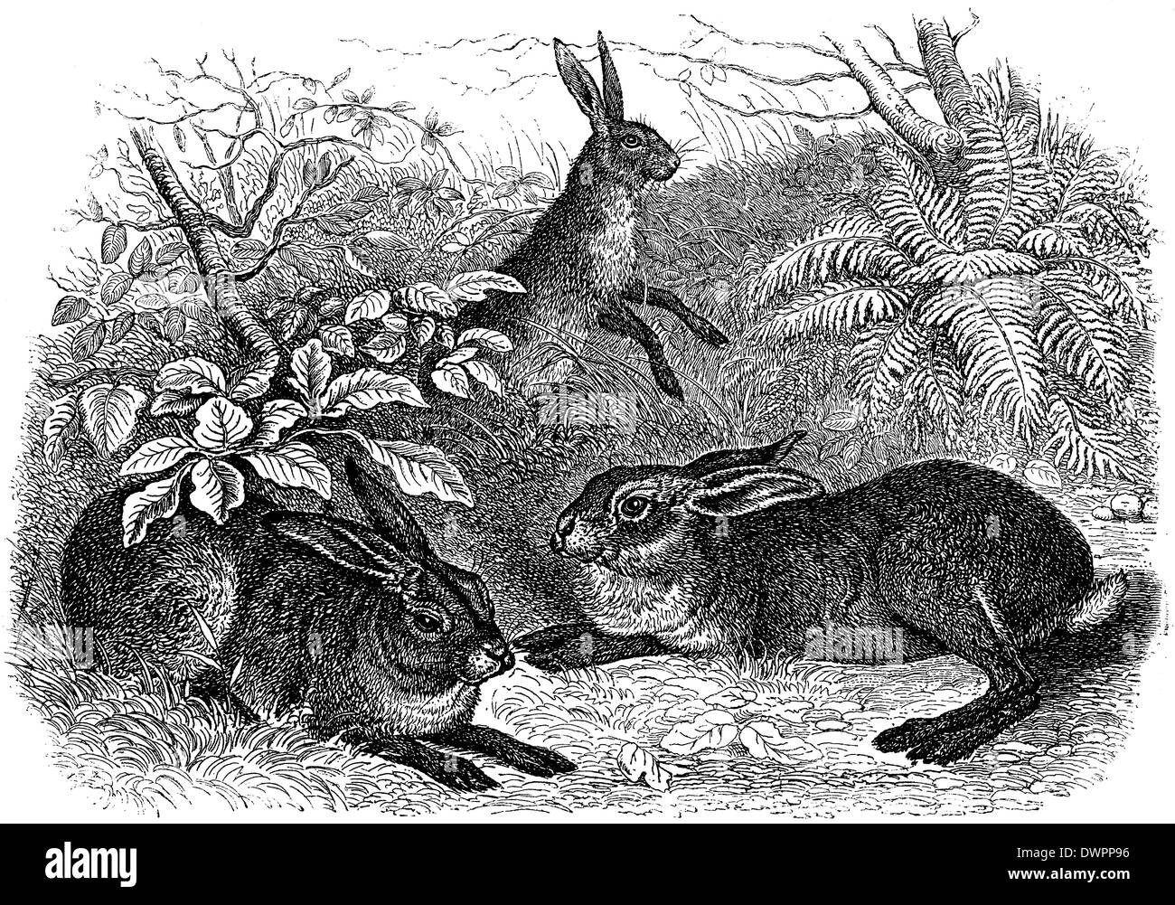 Hare Drawing Stock Photos & Hare Drawing Stock Images - Alamy