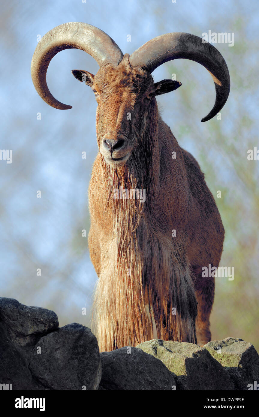 Barbary Sheep (Ammotragus lervia), male Stock Photo - Alamy