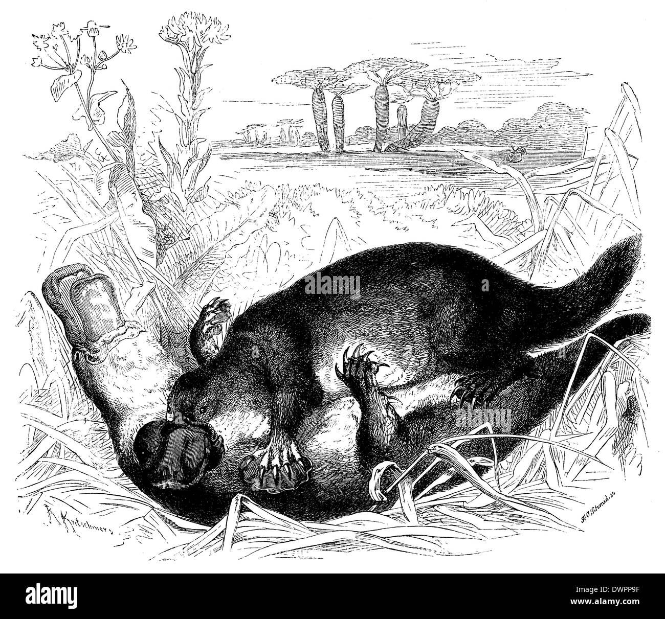 Duckbill Ray Drawings