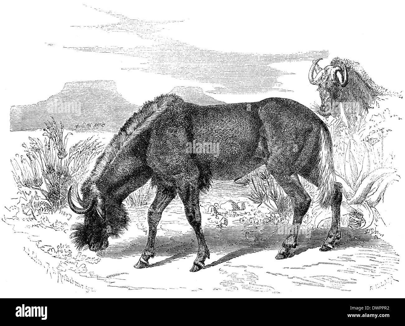 Wildebeest gnu drawing hi-res stock photography and images - Alamy