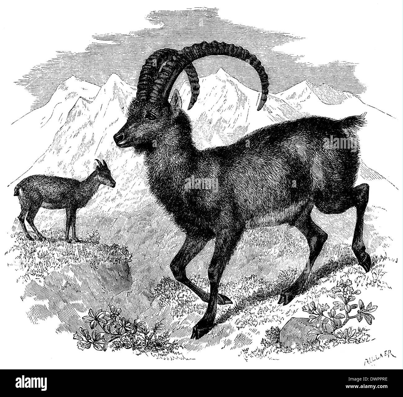 For alpine Cut Out Stock Images & Pictures - Alamy