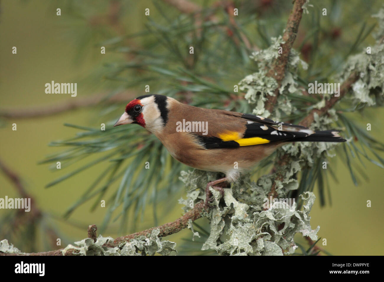 Woodland bird goldfinch hi-res stock photography and images - Alamy