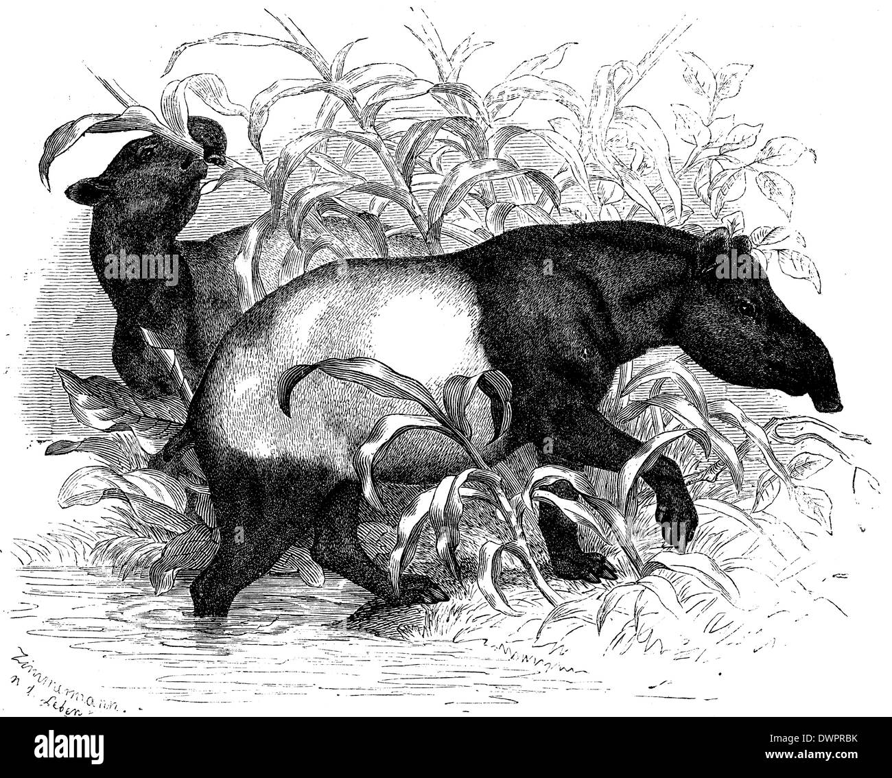 The malayan tapir hi-res stock photography and images - Alamy